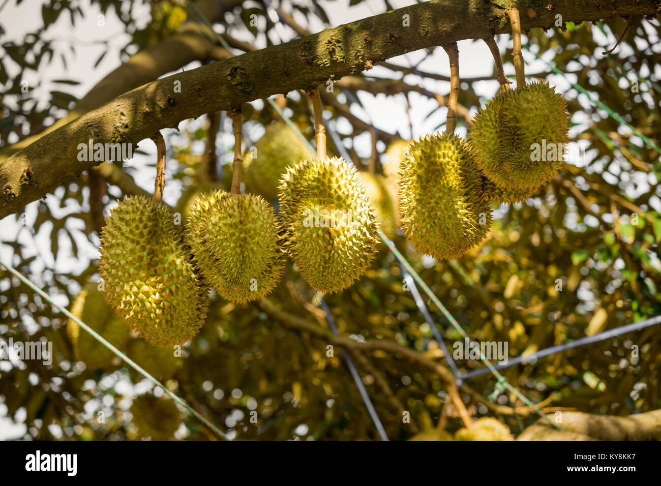 Durian trees with tropical fruits in Samui Stock Photo - Alamy