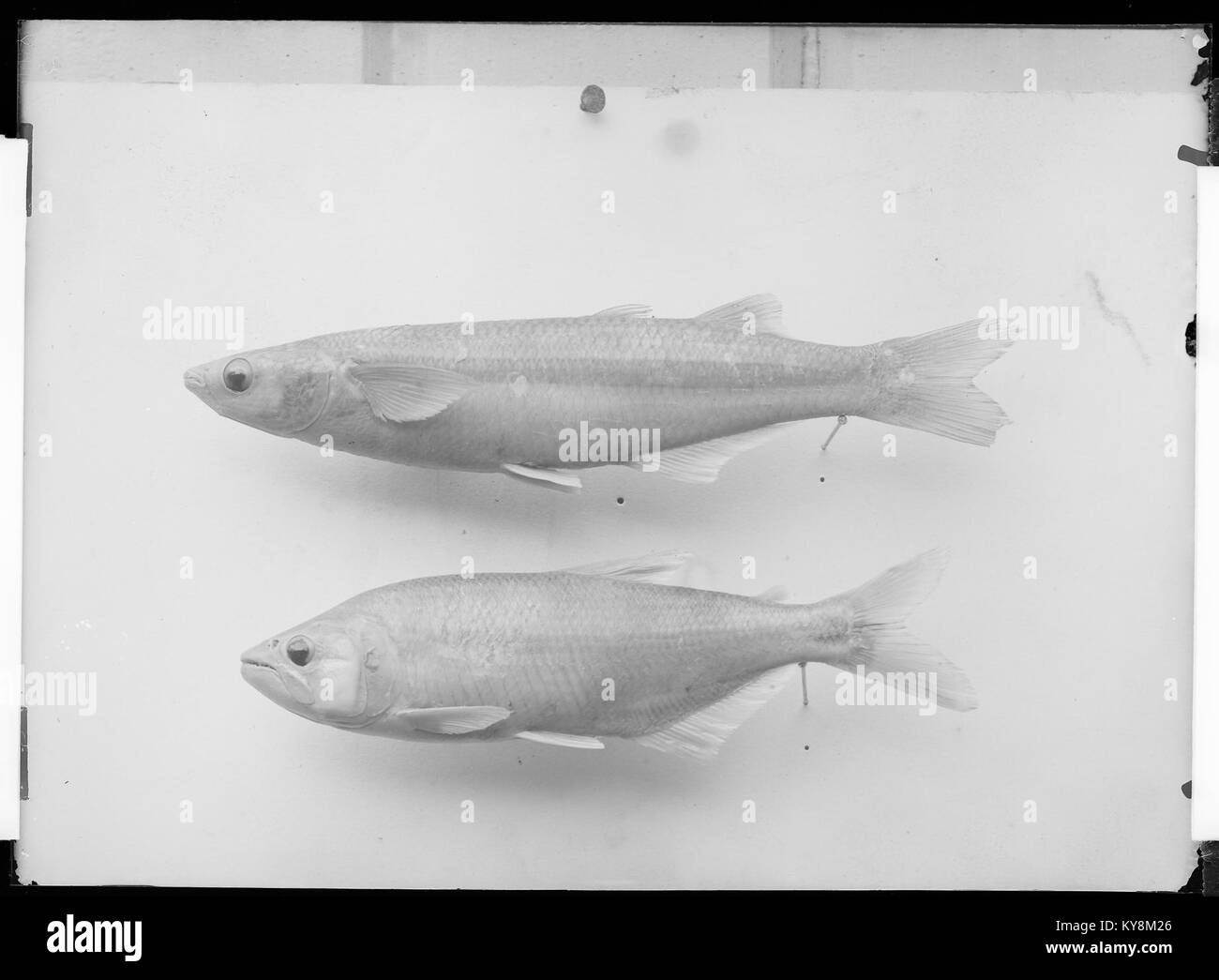 Stock de poissons hi-res stock photography and images - Alamy