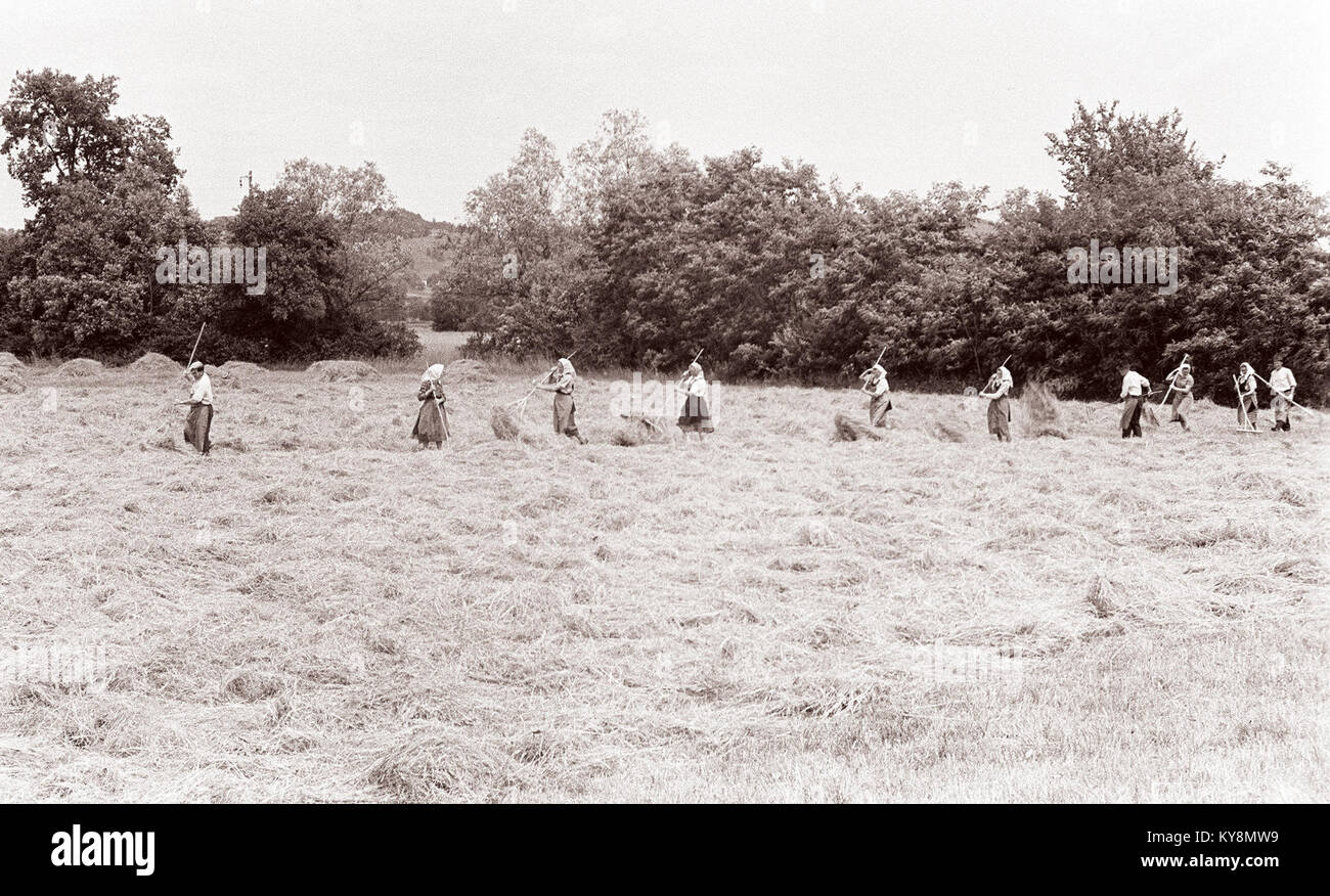 A photo from 1961 depicting traditional hay mowing and drying methods ...
