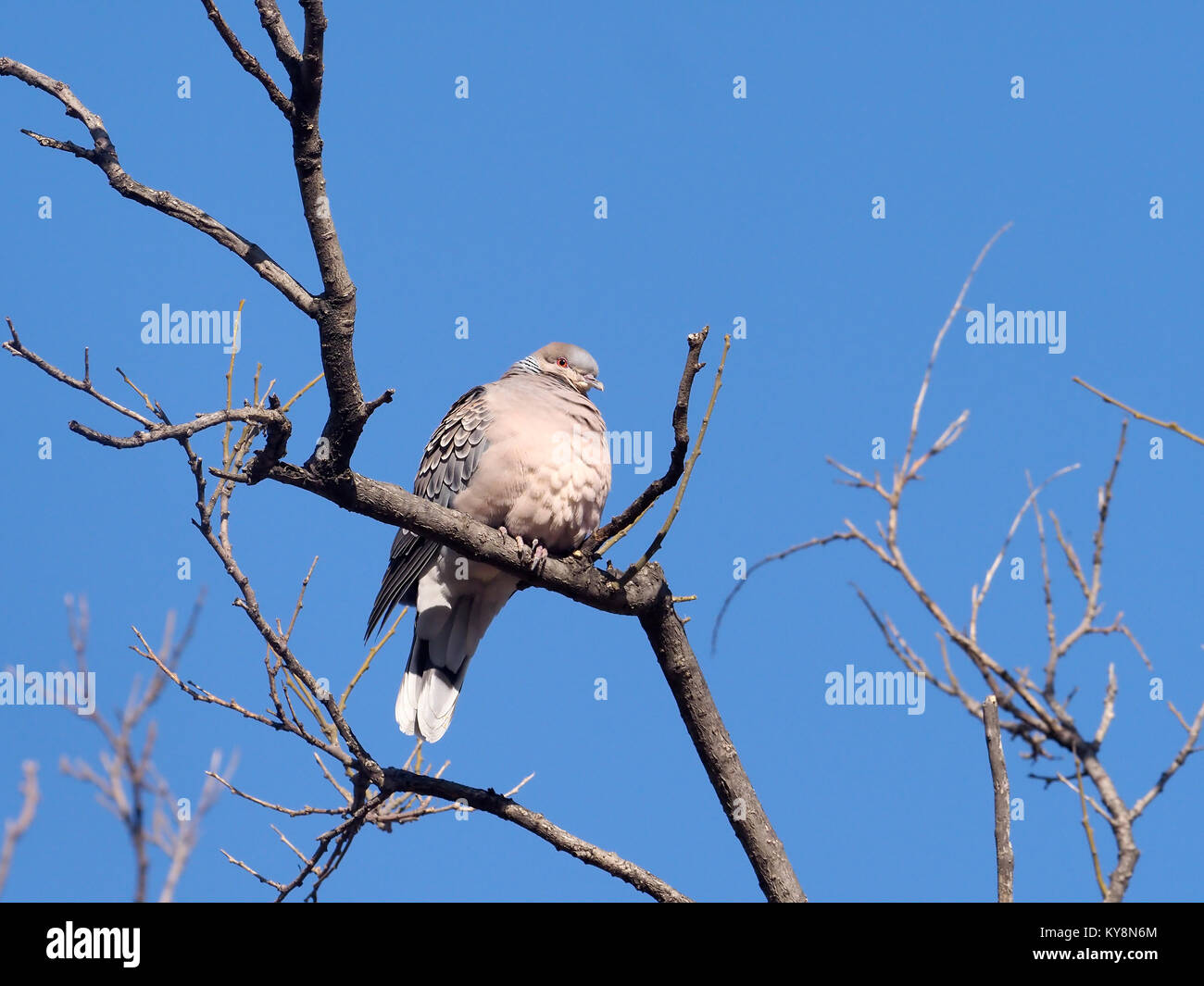 Oriental turtle-dove, Streptopelia orientalis, single bird on branch ...