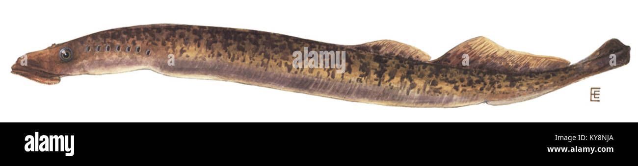 Sea lamprey on fish hi-res stock photography and images - Alamy