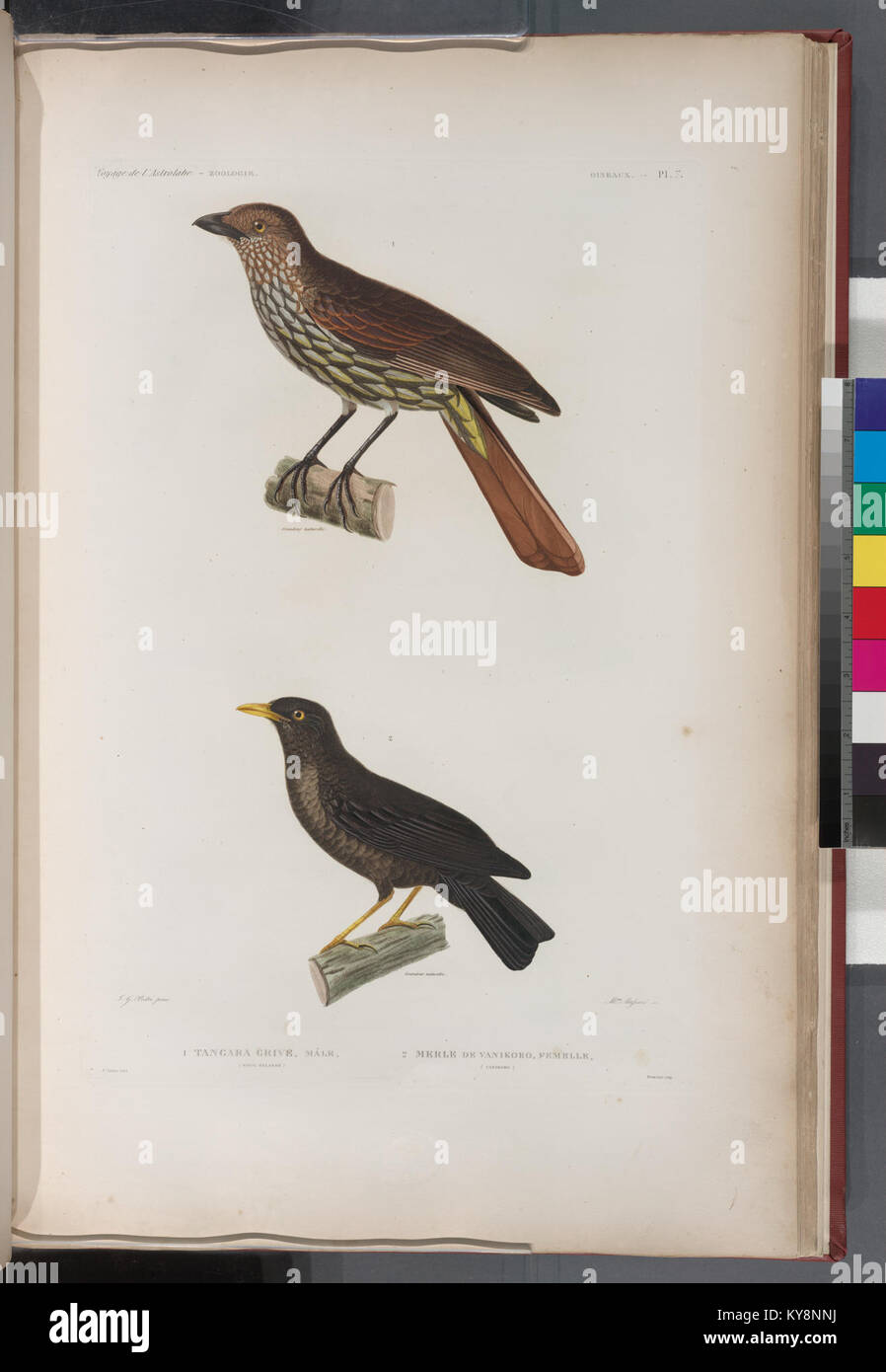 Illustration of two bird species: male Tangara thrush from New Zealand ...
