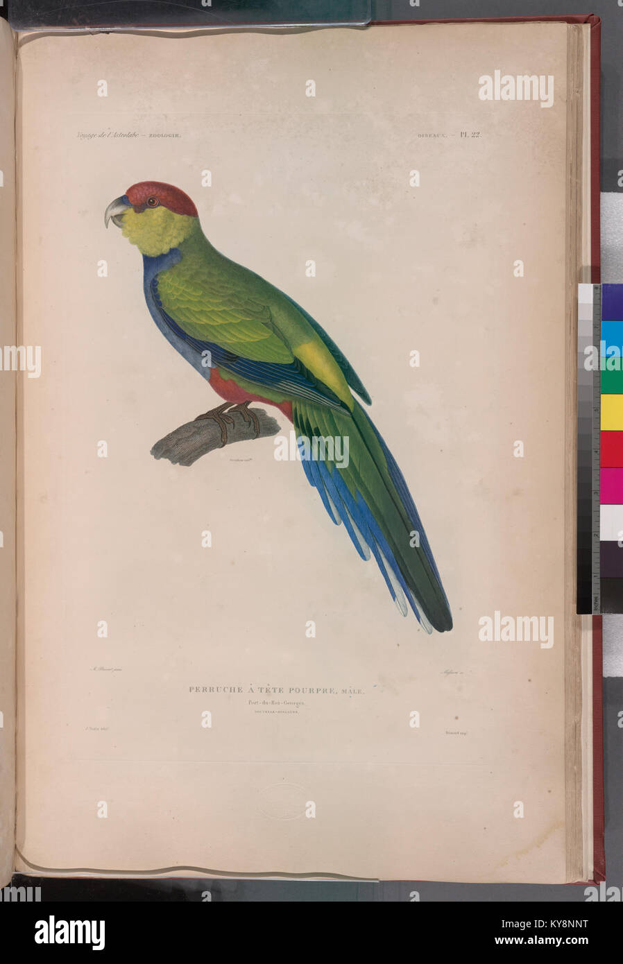 An illustration of the *Perruche Tête pourpre*, a species of parrot ...