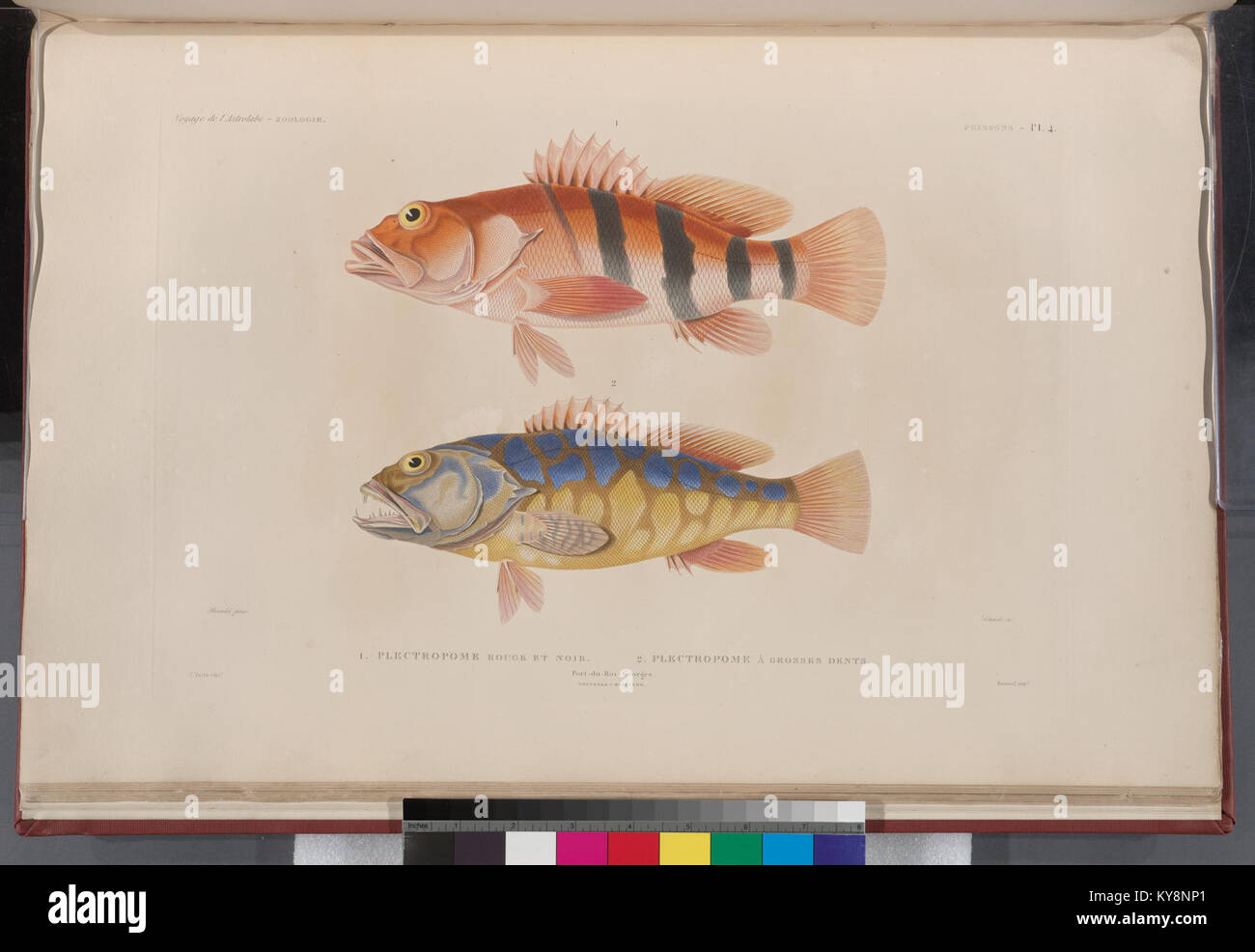 Poisson rouge noir hi-res stock photography and images - Alamy