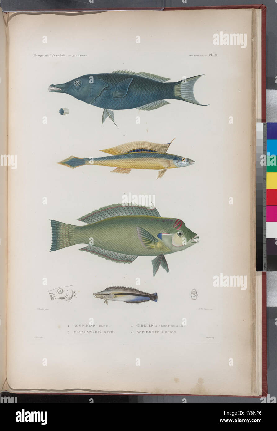 This image features various species of fish, including the blue ...