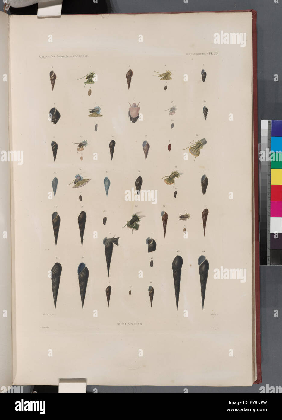 Detailed illustration of various marine organisms hi-res stock ...