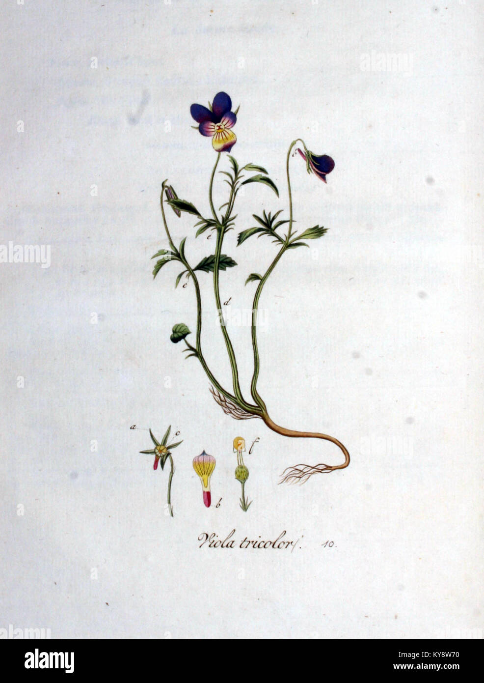 Botanical illustration of Viola tricolor, showing its tricolored petals ...