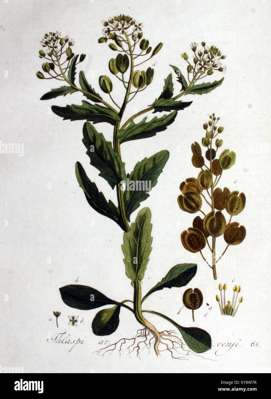 Thlaspi arvense, also known as field pennycress, is a common plant ...