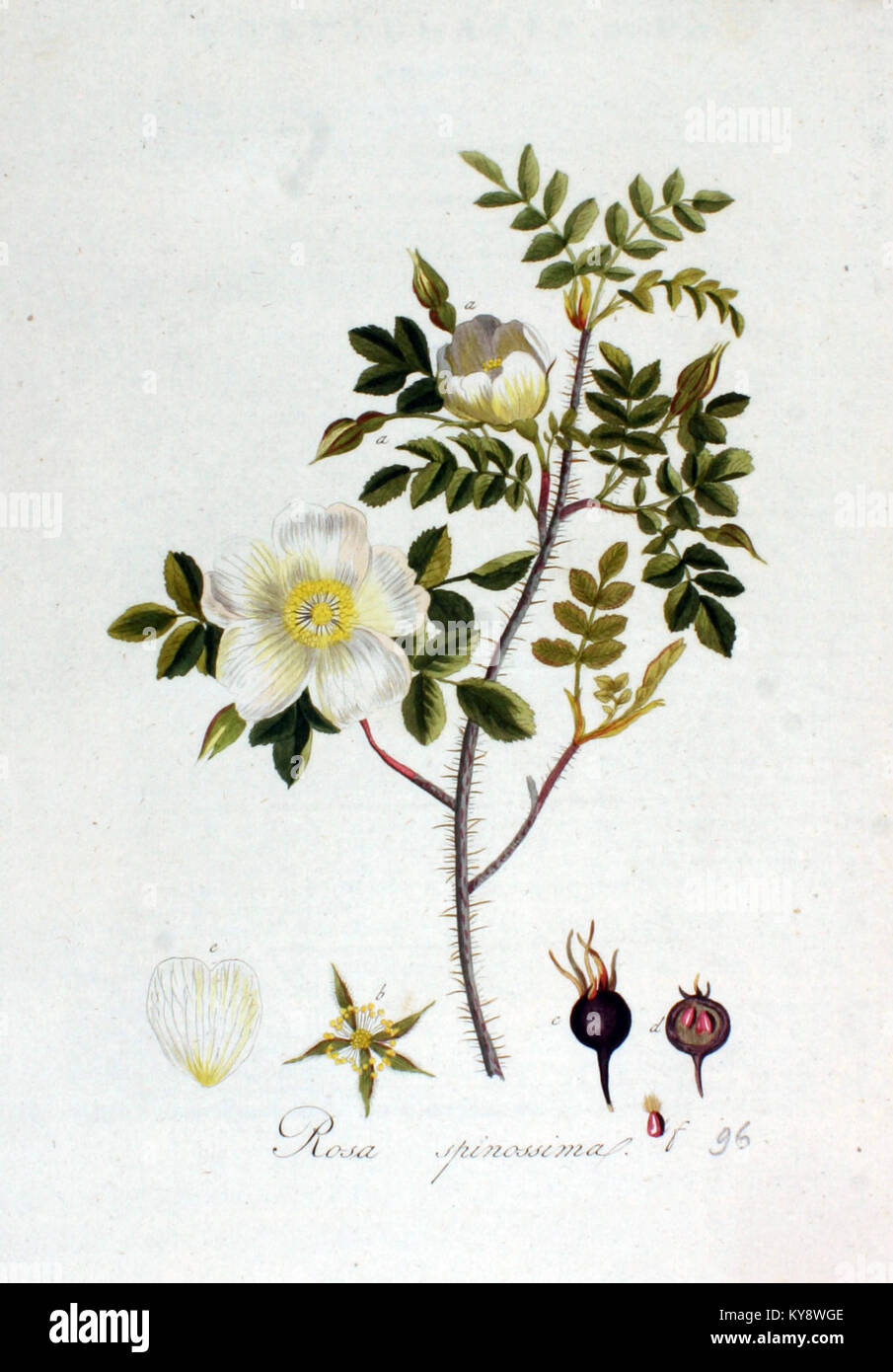 Rosa spinosissima, commonly known as the Burnet Rose, is a species of ...