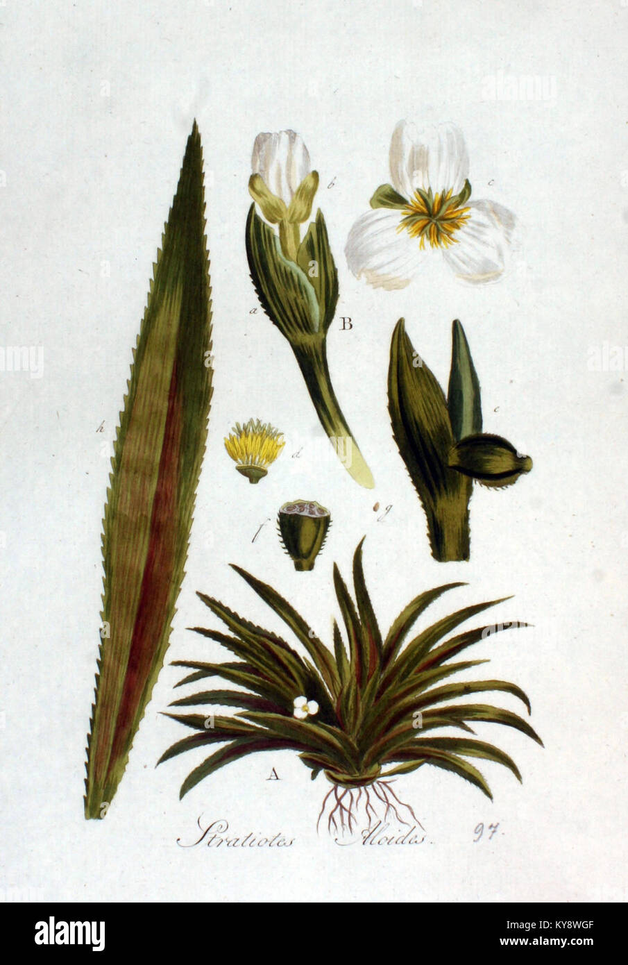 Stratiotes aloides, an aquatic plant native to Europe, illustrated in ...