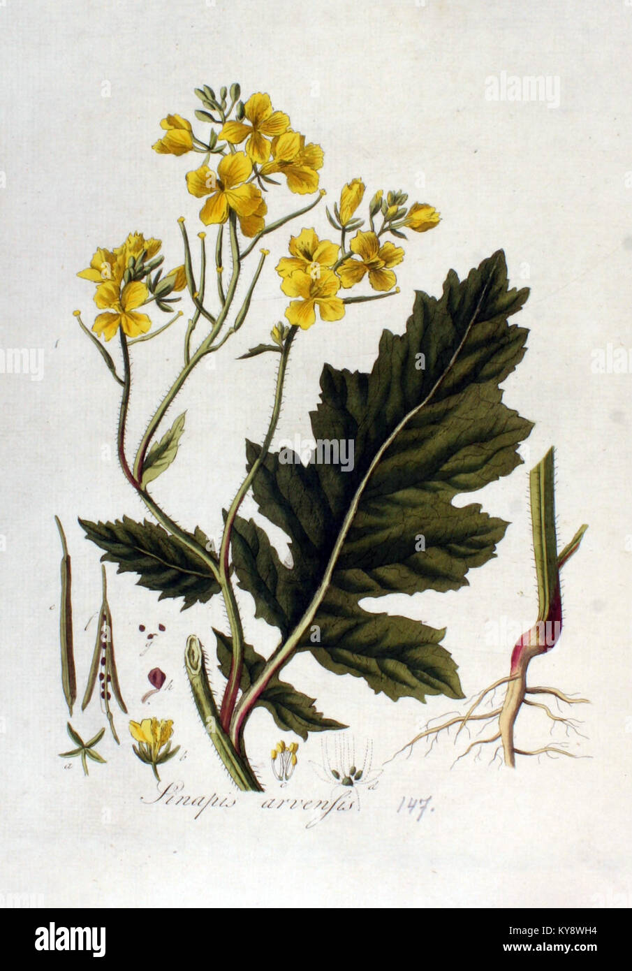 Sinapis arvensis — Flora Batava — Volume v2 Stock Photo - Alamy