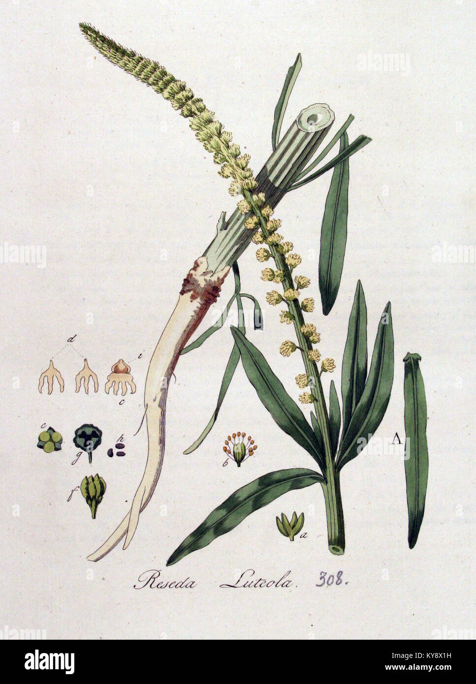 Botanical illustration weld hi-res stock photography and images - Alamy