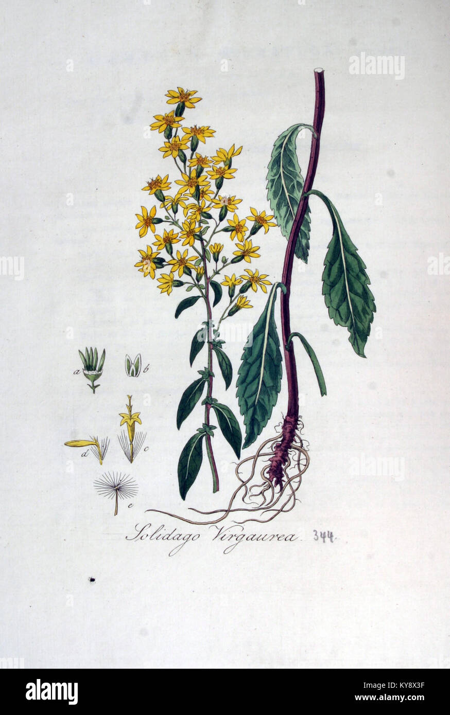 This botanical illustration from Flora Batava features Solidago ...