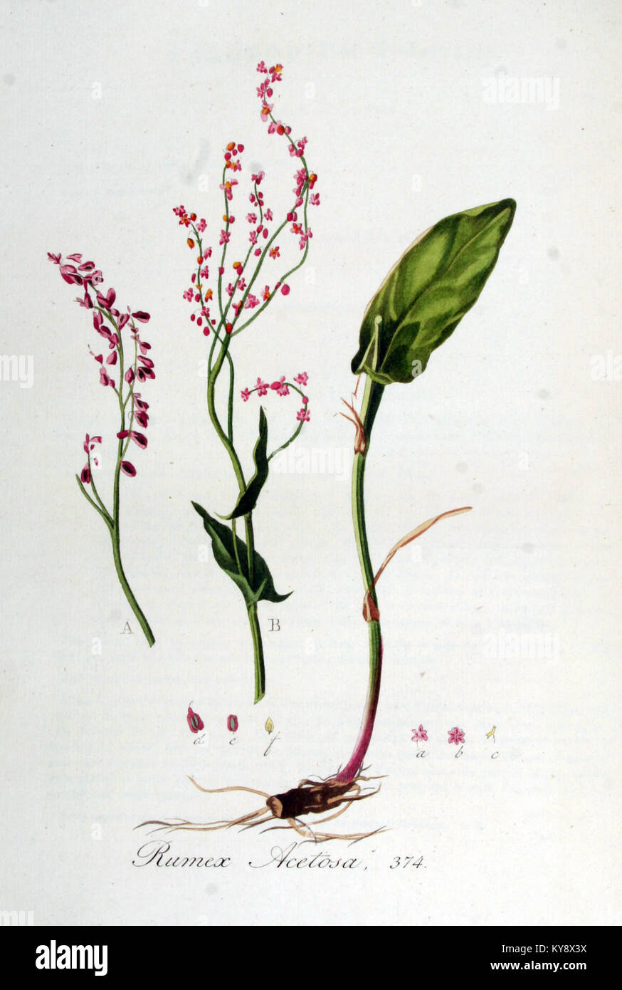 Rumex acetosa illustration hi-res stock photography and images - Alamy
