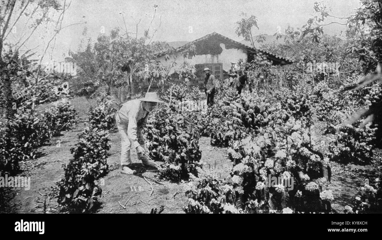 Young coffee trees in bloom, showcasing the early stages of coffee ...