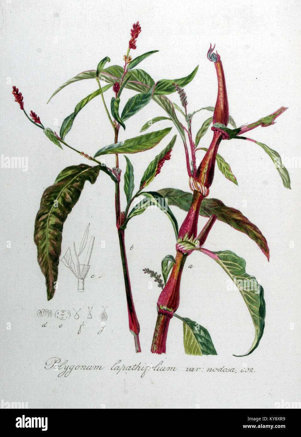 Polygonum lapathifolium var. nodosa, featured in Flora Batava Volume v8 ...