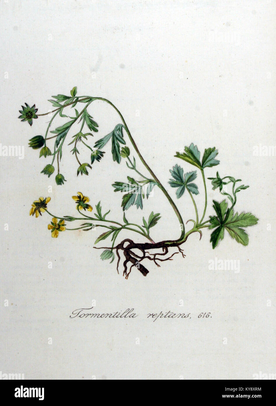 Tormentilla reptans hi-res stock photography and images - Alamy