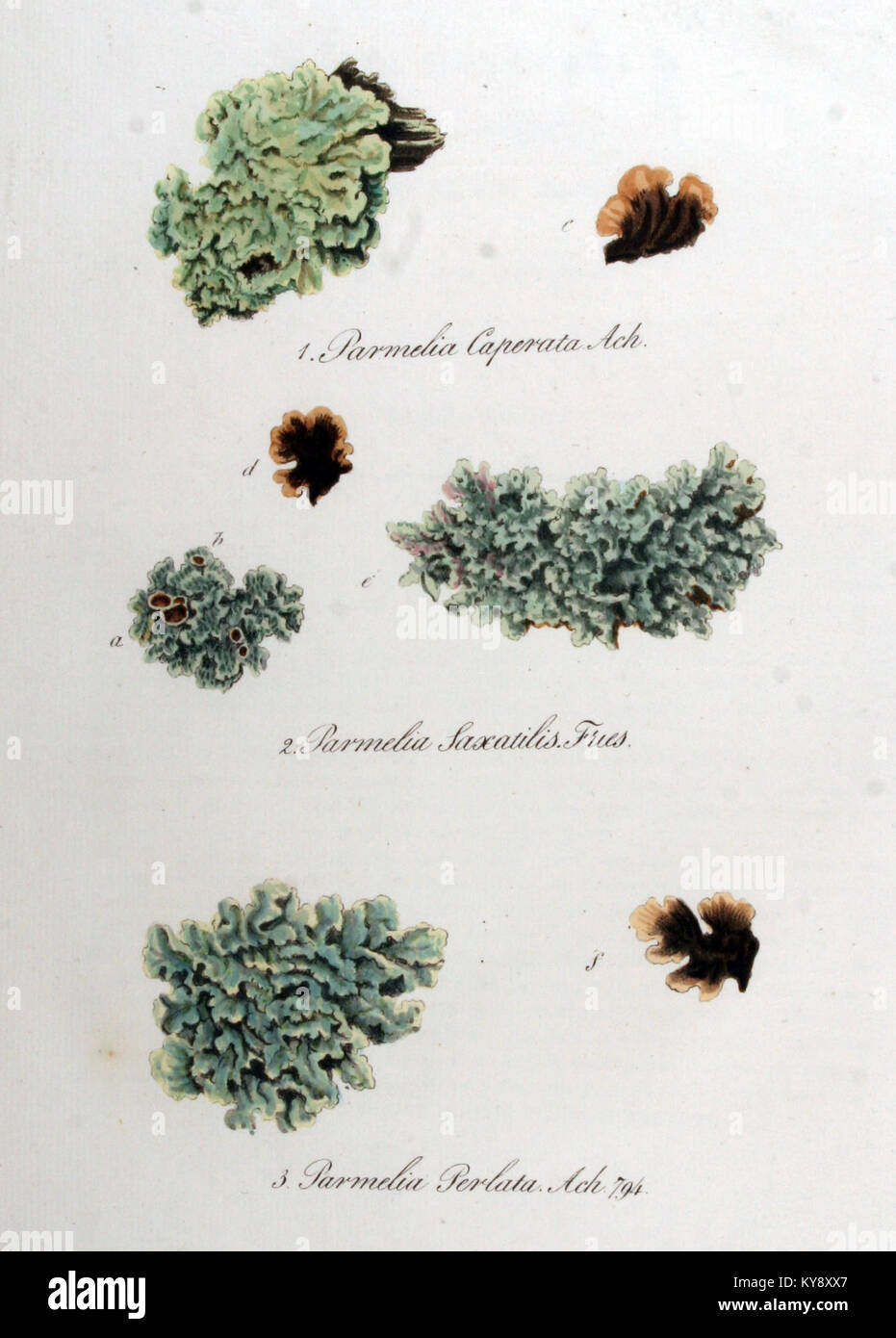 'Parmelia caperata' is a species of lichen depicted in 'Flora Batava ...