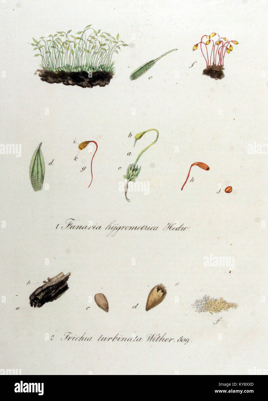 An illustration of Trichia turbinata from Flora Batava, presenting the ...