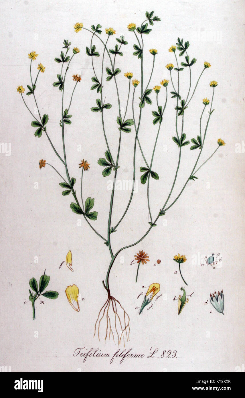 Filiforme hi-res stock photography and images - Alamy