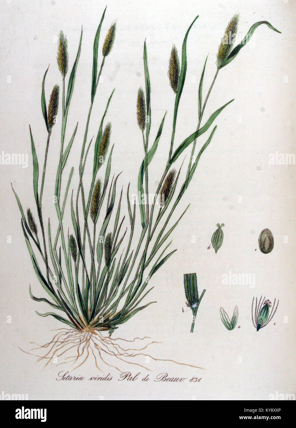 Setaria viridis species grass known hi-res stock photography and images ...