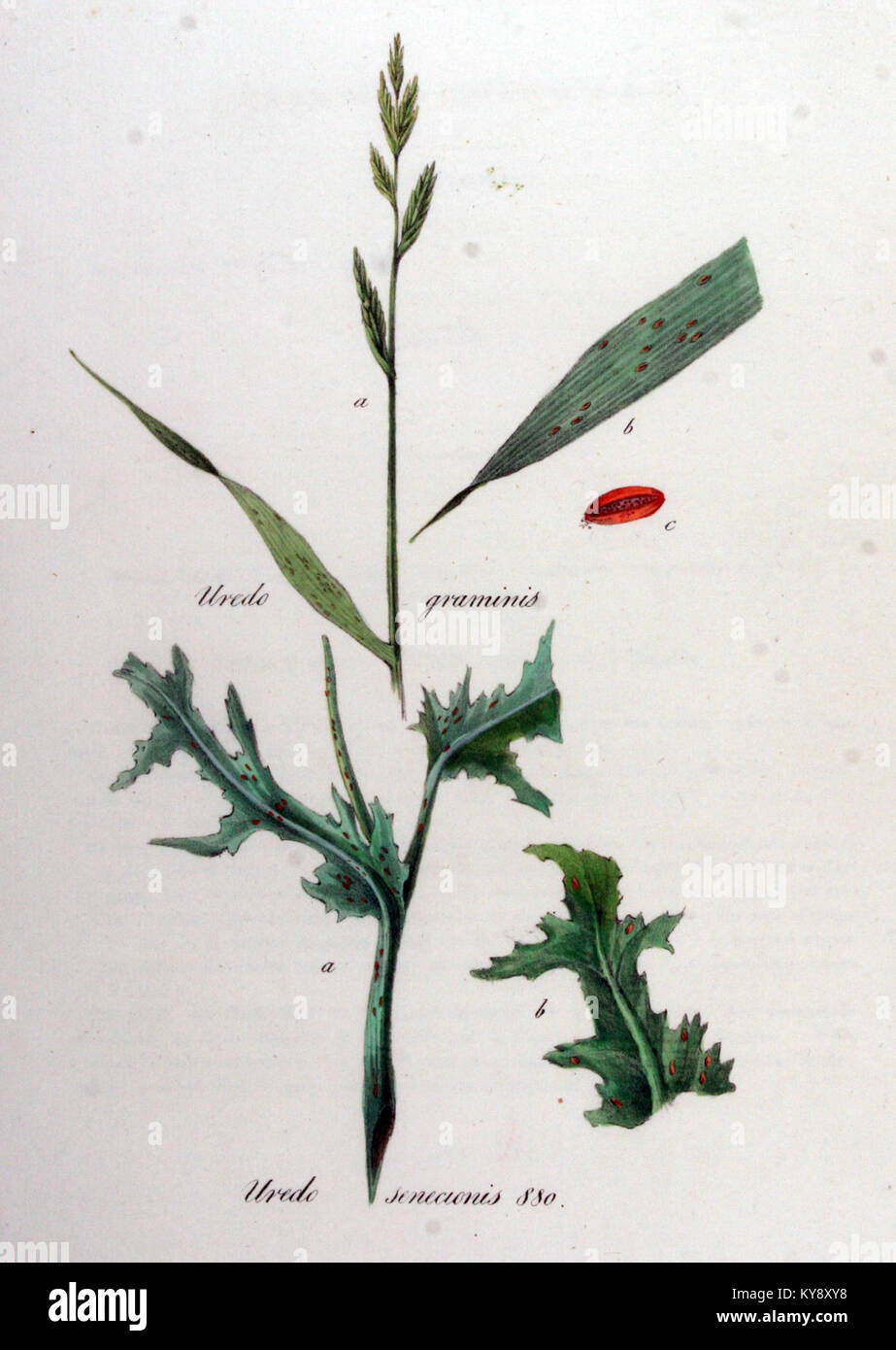 Uredo High Resolution Stock Photography and Images - Alamy