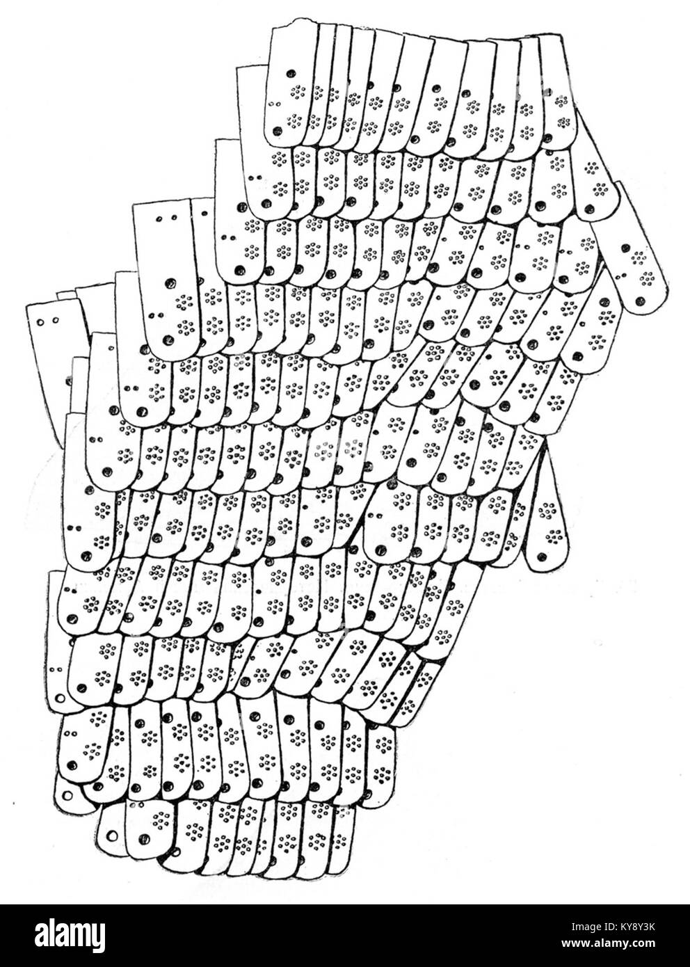 Urartian armor from 9th-7th century BCE, showing metalwork, protective ...