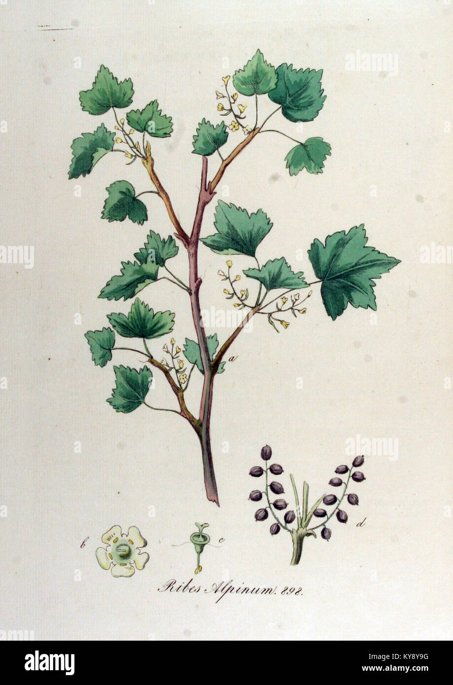 Ribes alpinum, or alpine currant, is a deciduous shrub native to Europe ...