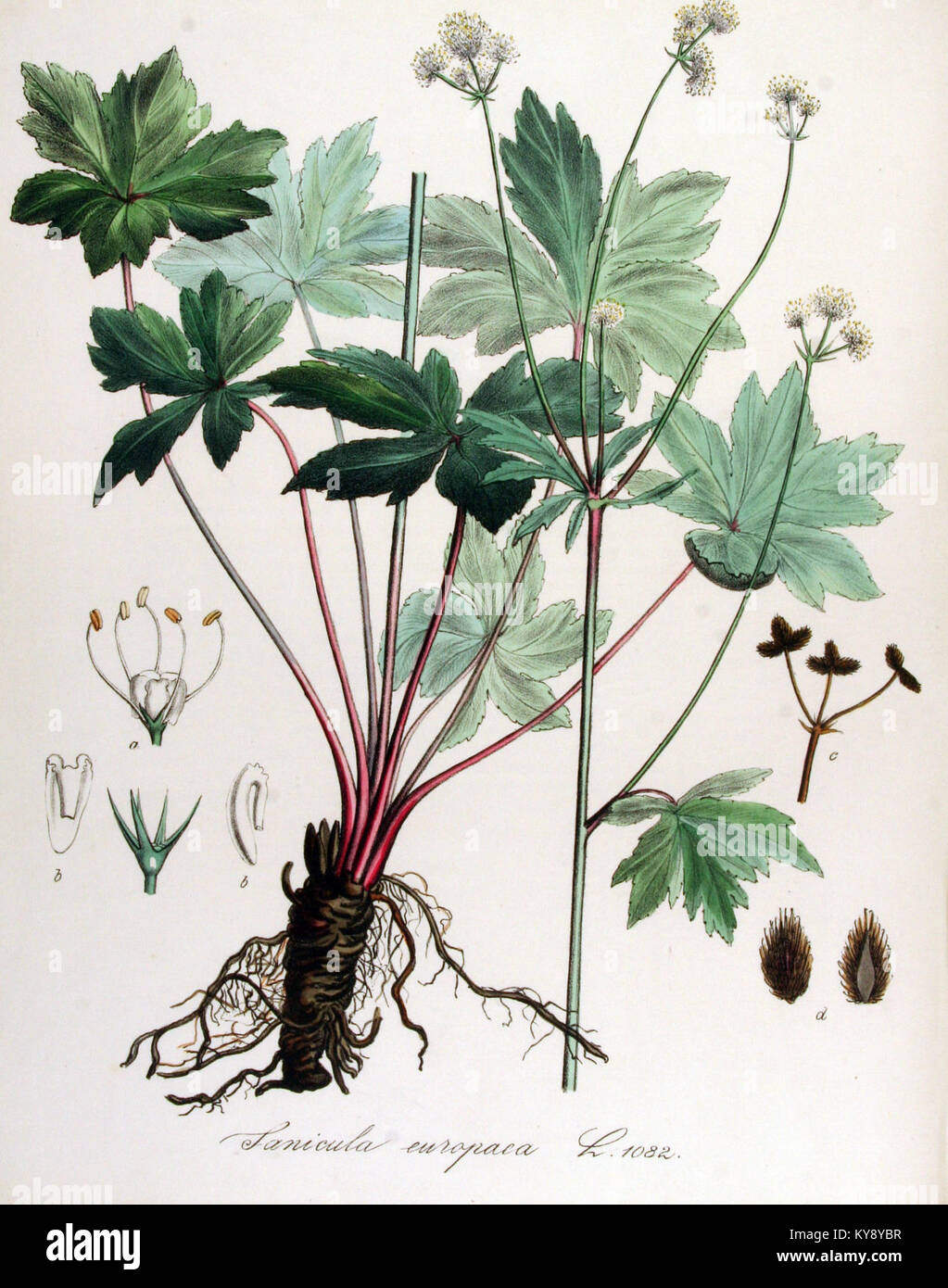 Plants sanicula hi-res stock photography and images - Alamy