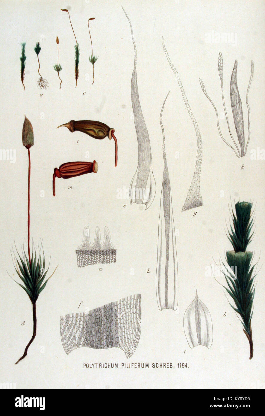 This image features *Polytrichum piliferum*, a moss species, as ...