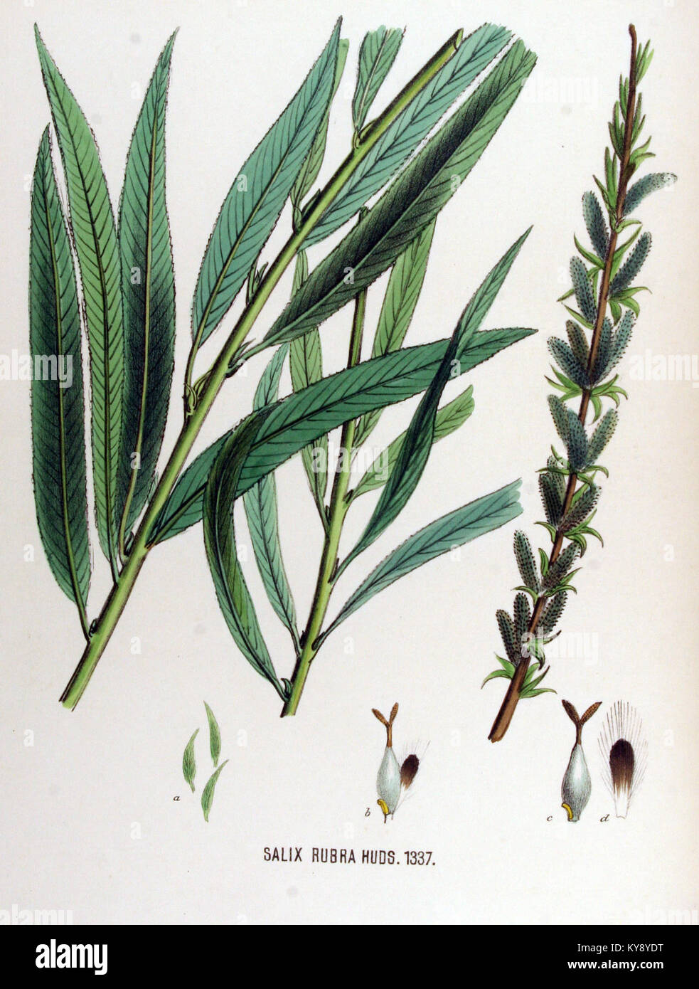 The illustration depicts Salix rubra (Red Willow) from Flora Batava ...