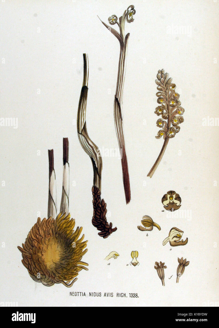 Vintage neottia nidus avis hi-res stock photography and images - Alamy