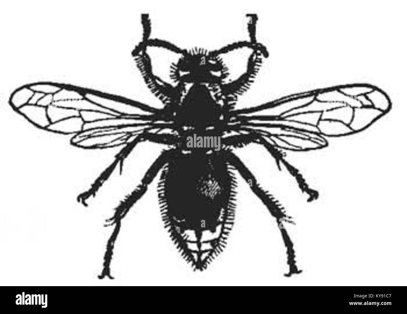 Wasp like insect Cut Out Stock Images & Pictures - Alamy