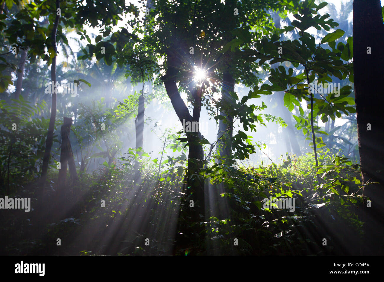 Morning sun rays Stock Photo - Alamy
