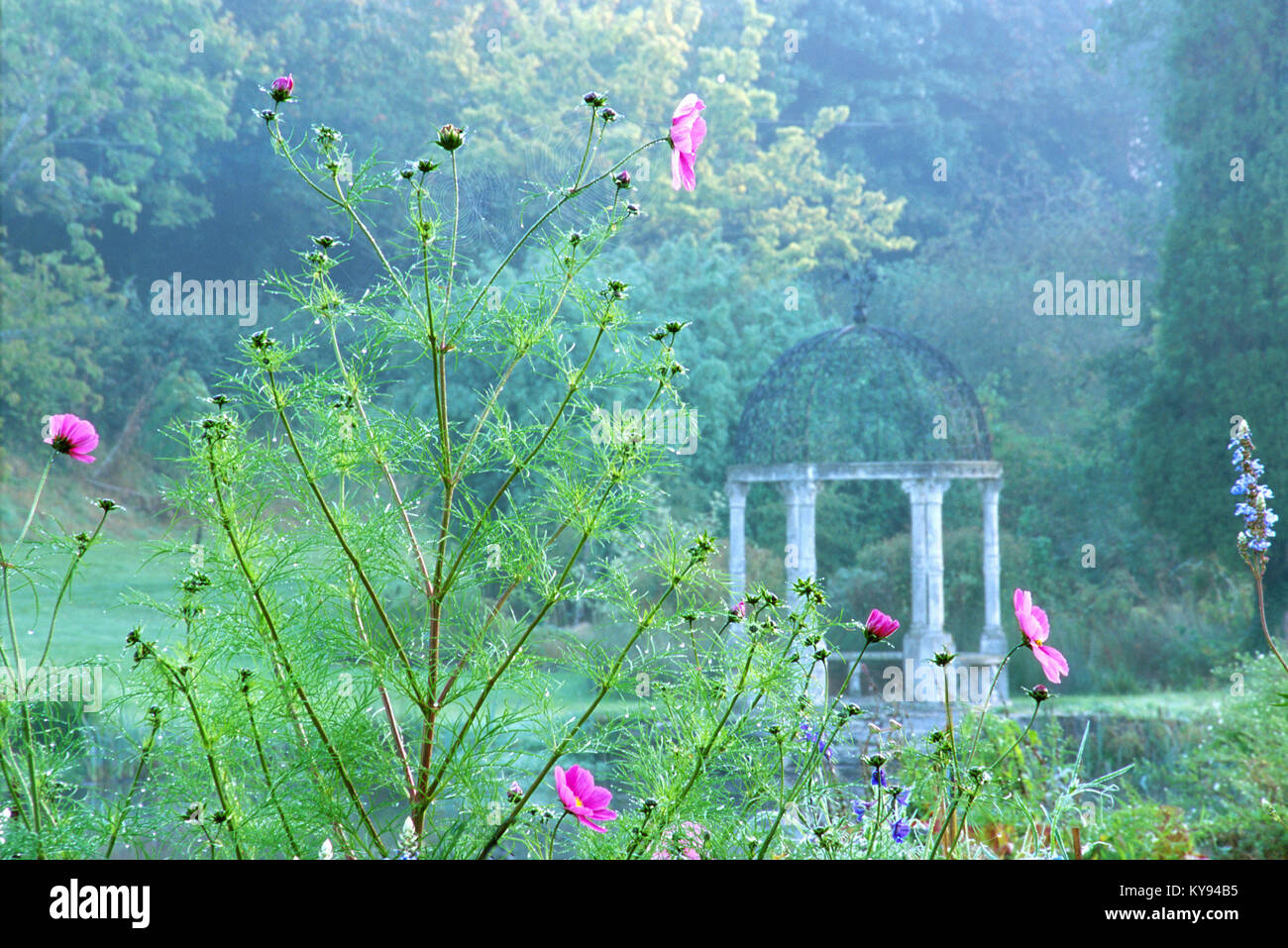 Cosmos and Italian rotunda by the lake, Springhead, Dorset Stock Photo ...