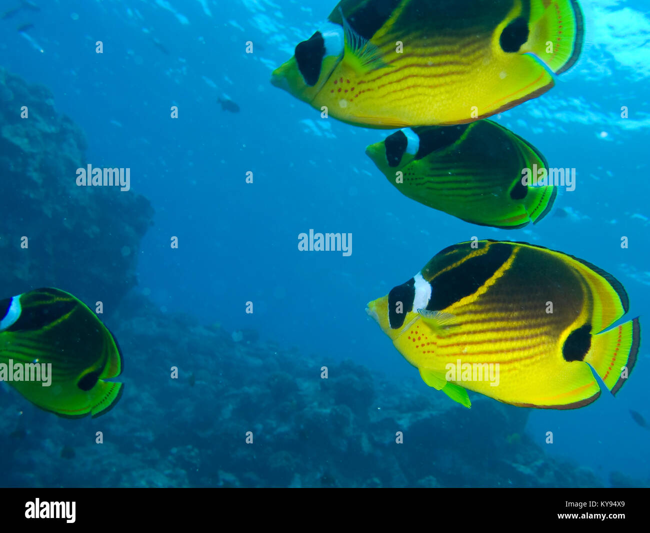 Four fish swimming against reef Stock Photo - Alamy