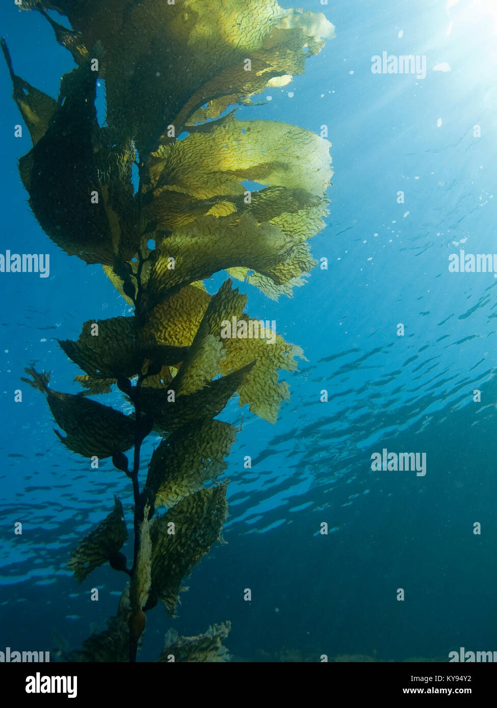 single kelp plant against blue water background and sunlight Stock ...