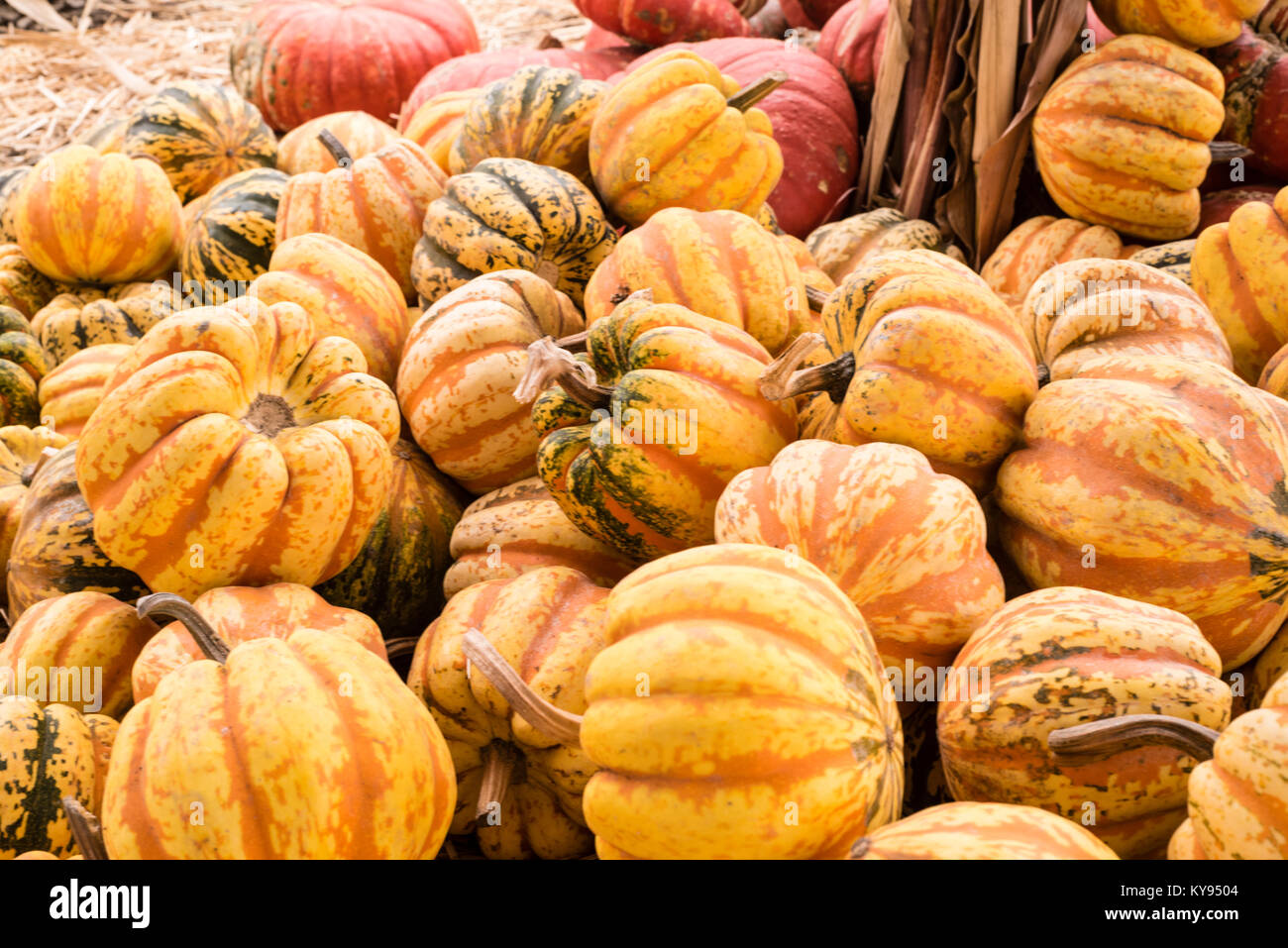 Yellow gourds hi-res stock photography and images - Alamy