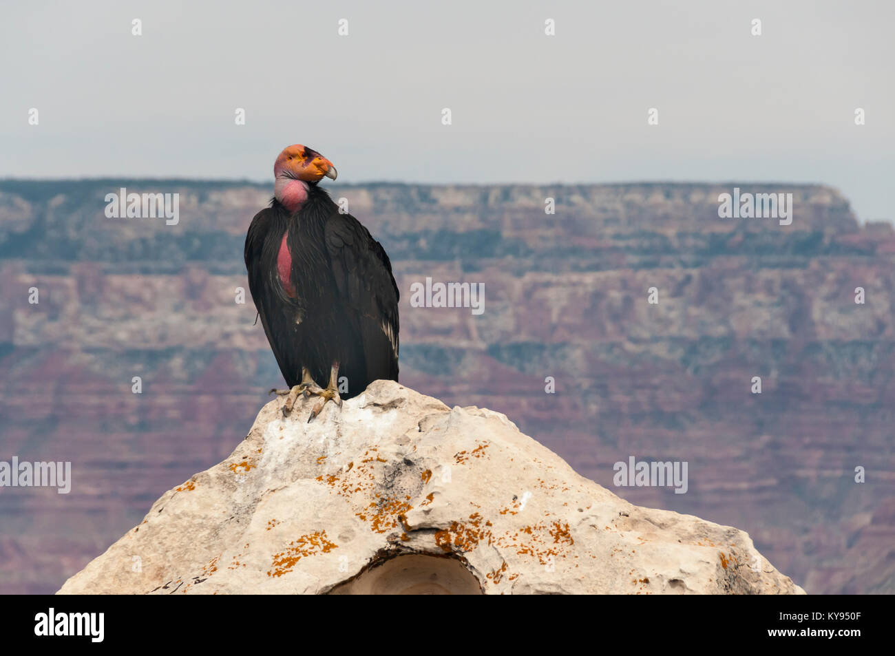 Condor staring off into the distance while perched on a rock formation ...