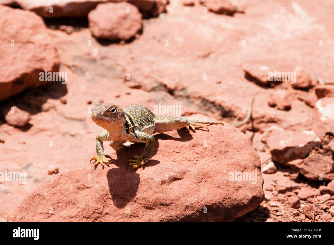 Desert lizard closeup shot in Sedona, Arizona on famous red rocks Stock ...