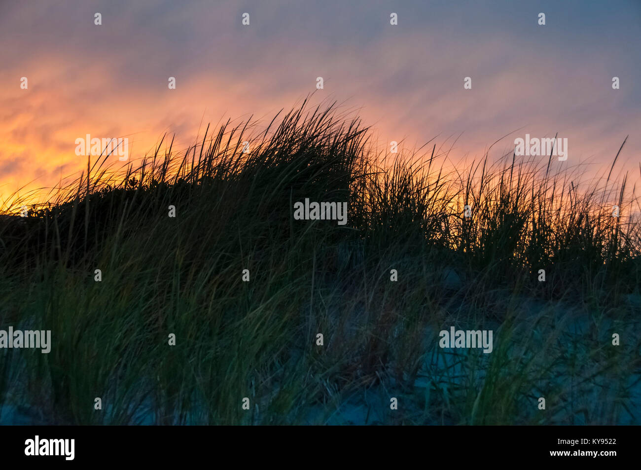 Cold, desolate, isolated image for beach grasses blowing in the wind at ...