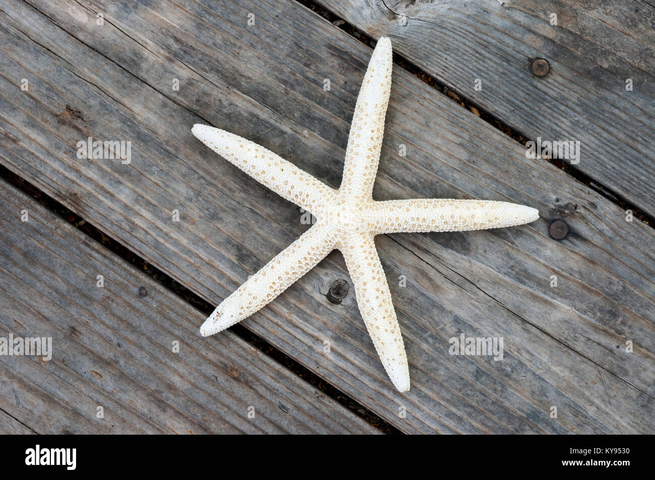 Star seashell hi-res stock photography and images - Alamy