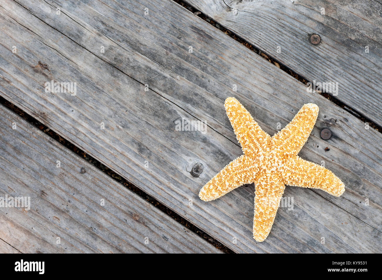 Star shape shell hi-res stock photography and images - Alamy