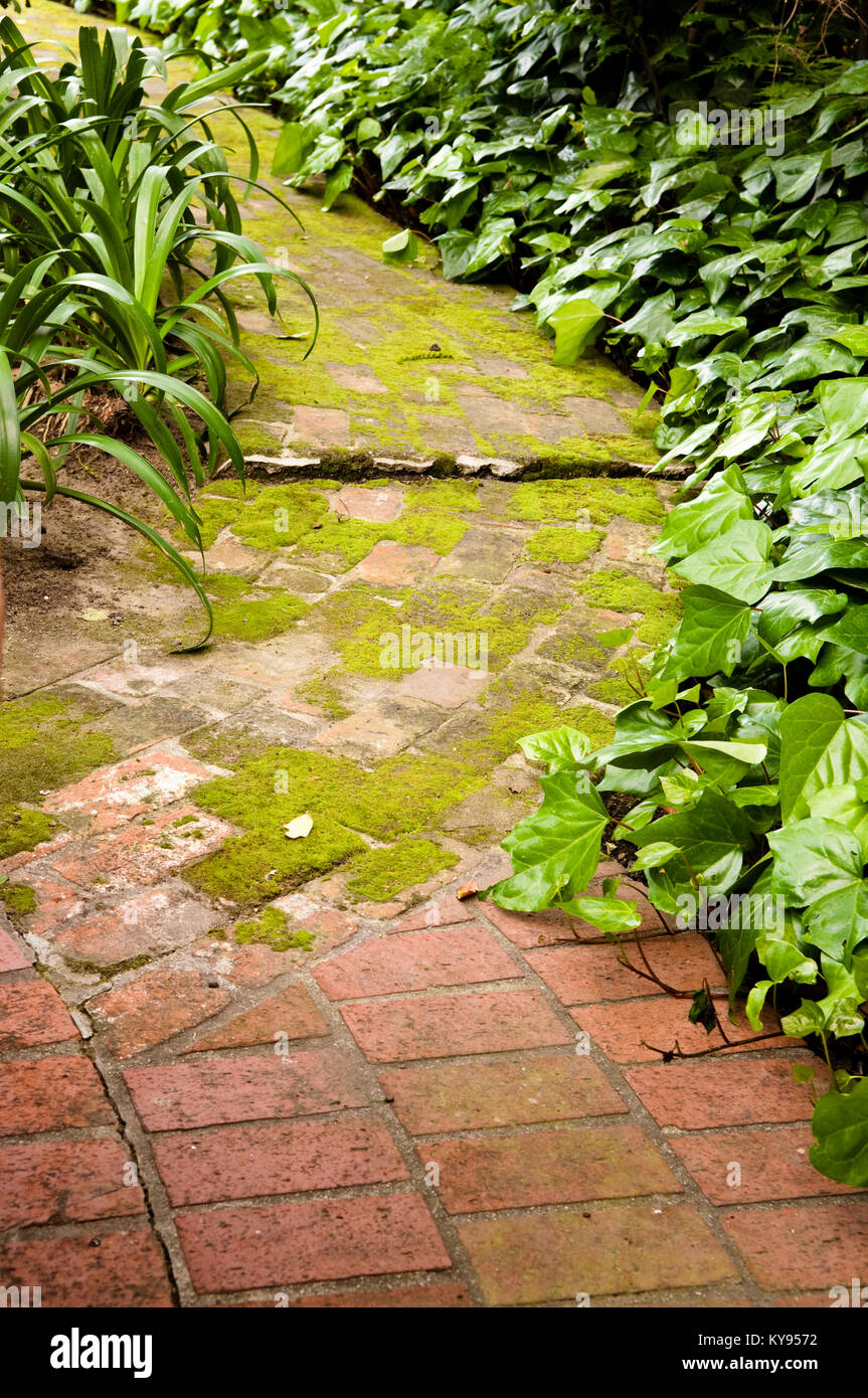 Mysterious moss covered path to explore Stock Photo - Alamy