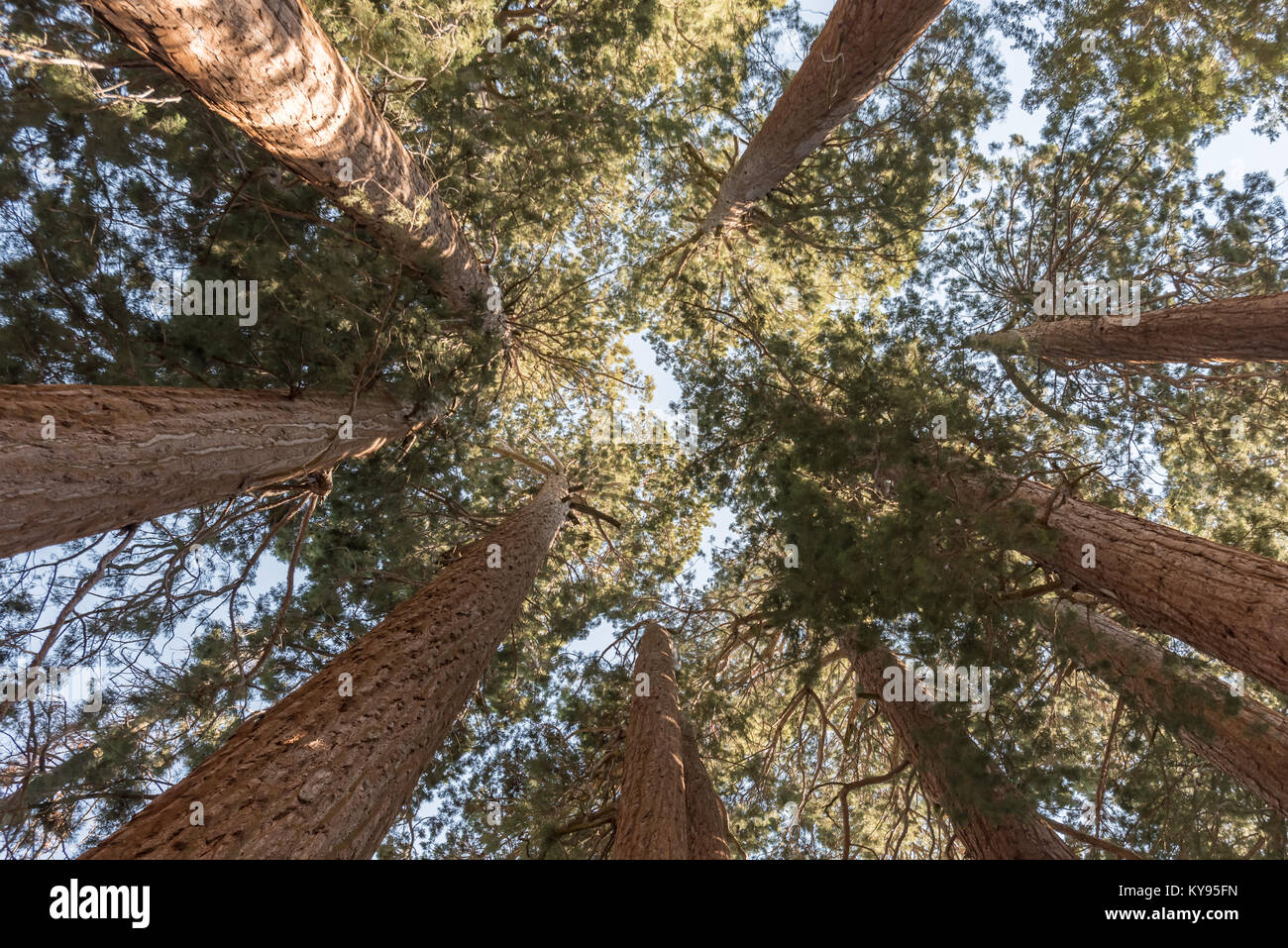 Giant trees looking up canopy hi-res stock photography and images - Alamy
