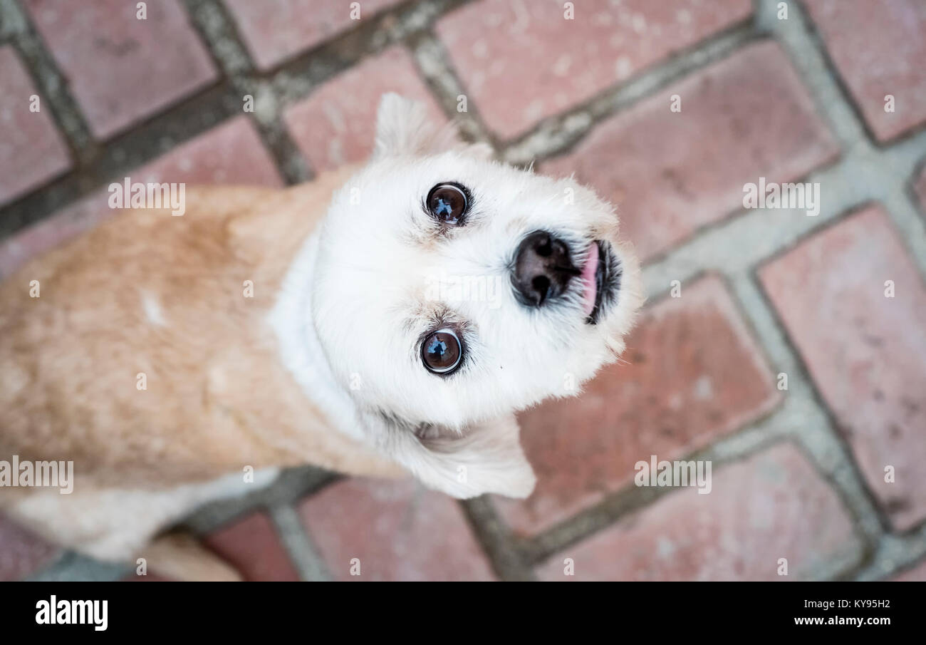 quirky shot of friendly small dog looking up expectantly into camera ...