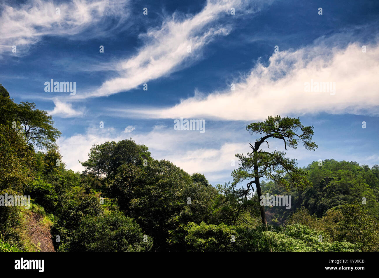Wuyi mountains tea hi-res stock photography and images - Alamy