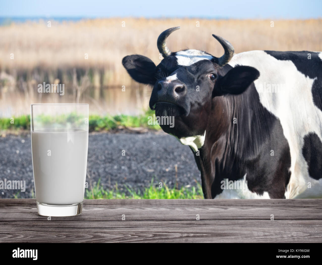 Spotted cow and glass of fresh milk on the table. The concept of ...