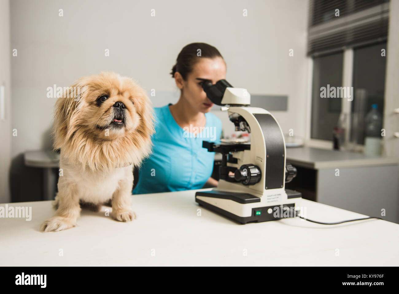 Female vet with dog and microscope. Female researcher with a microscope ...