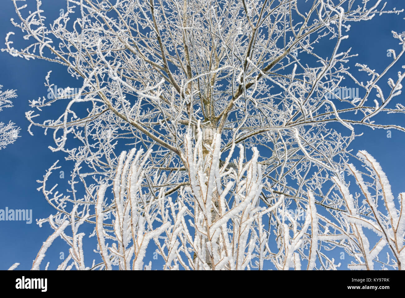 Hoarfrost tree trunk hi-res stock photography and images - Alamy